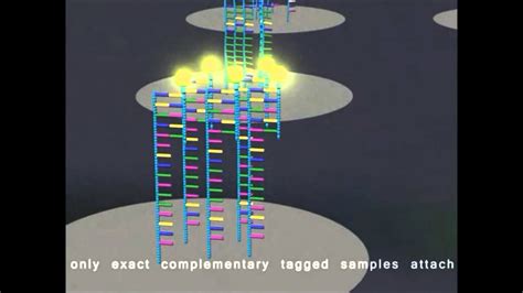 Dna Microarrays Youtube