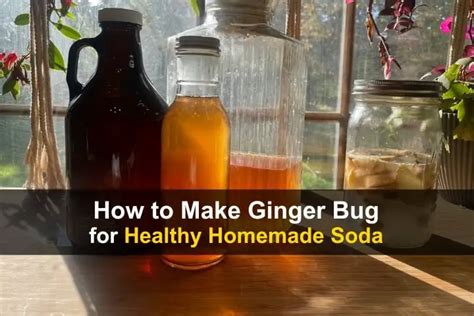 How To Make Ginger Bug Healthy Homemade Soda