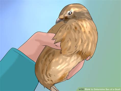 Ways To Determine Sex Of A Quail WikiHow