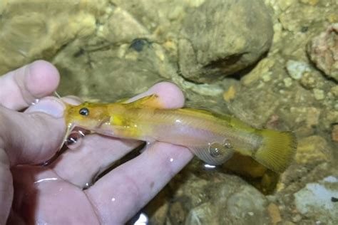 Noturus Maydeni
