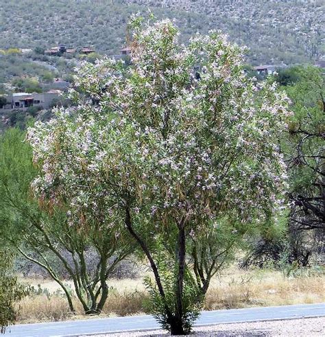 White Desert Willow Tree Desert Willow Tree 10 Seeds Chilopsis