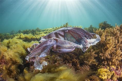 The Cuttlefish Mating Game Australian Photography