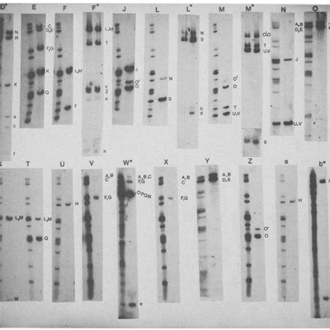 A Nuclease Protection Mapping Experiments In Which Double Strand Dna Download Scientific