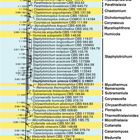 phylogenetic tree based on bayesian analysis of the combined its lsu