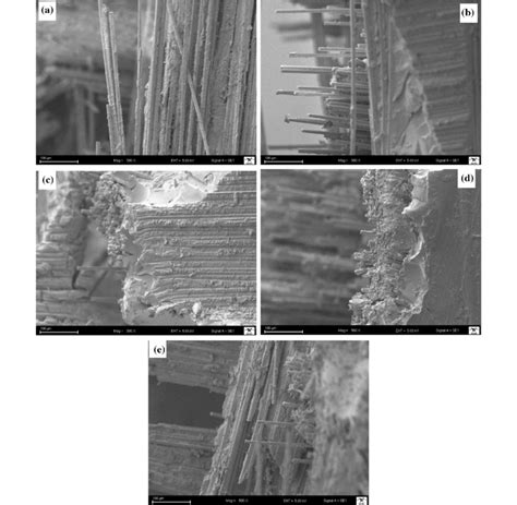 sem micrographs of a 0 5 wt b 2 wt c 5 wt d 10 wt and