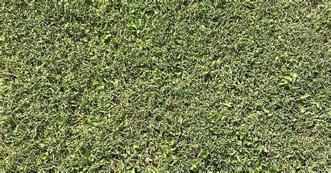 Help Identifying Type Of Grass Album On Imgur