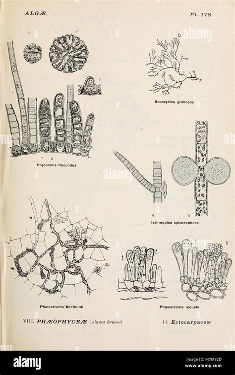 This Plate From The Album Général Des Cryptogames Showcases Cryptogams A Group Of Non