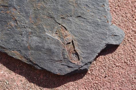 Geobierzo Fósiles Y Minerales Graptolitos Escritos En Piedra