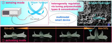 Heterogeneity Regulation Of Bilayer Polysaccharide Hydrogels For Integrating Ph And Humidity