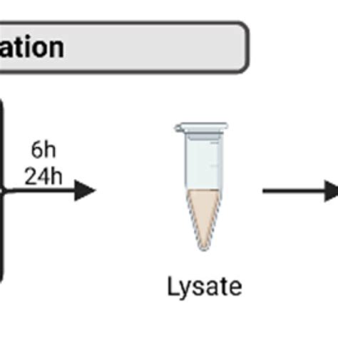 Representation Of The Proteomic Workflow Peripheral Blood Monocytic