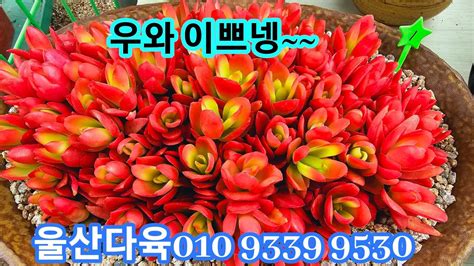 울산다육💗가격착한국민창🤩4종모둠2만화재로치둥근잎레티지아금황성바위솔블루엘프큐빅프로스티💥23422