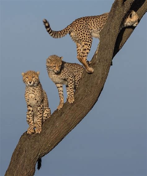Three In A Tree Cheetah While Not Designed For Tree Climbing Like