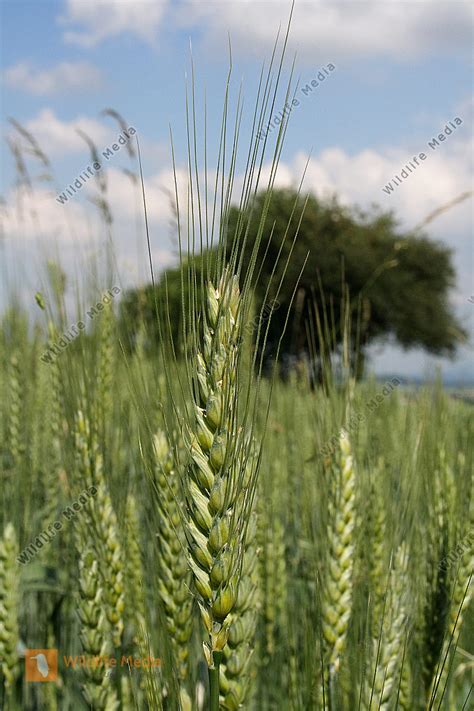 Bestellen - Roggen (Secale cereale) Bild - Bildagentur