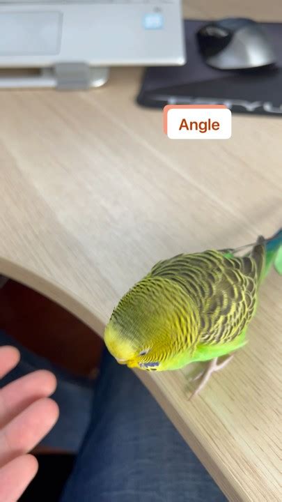 Sean Sheng On Linkedin An Angel Came To My Desk In The Morning So Cute🧖‍♀️