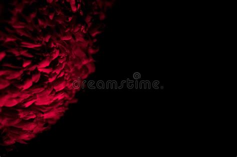 Red Petals Of Flower Rose Chrysanthemum Or Peony On Black Background