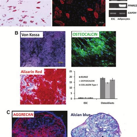 Induction Of Hescs To The Mesodermal Lineage By Combined Treatments Download Scientific Diagram