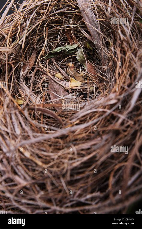 An Empty Bird Nest With Tree Branches And Black Background Stock Photo Alamy