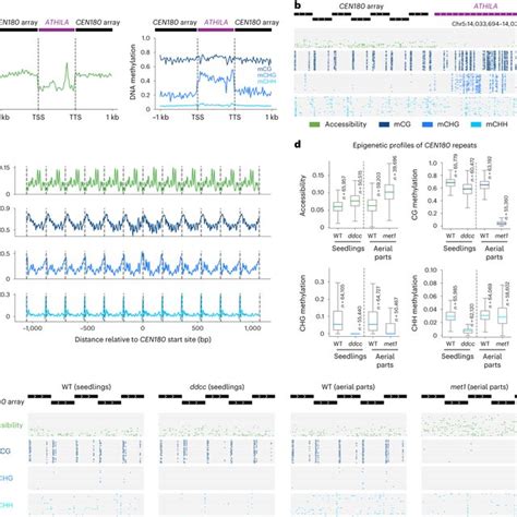 Single Molecule Analysis Of The Chromatin Accessibility And Dna Download Scientific Diagram