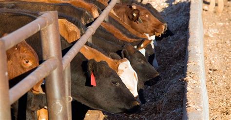Ccia Guides Livestock Producers On Traceability Canadian Cattle Identification Agency Posted