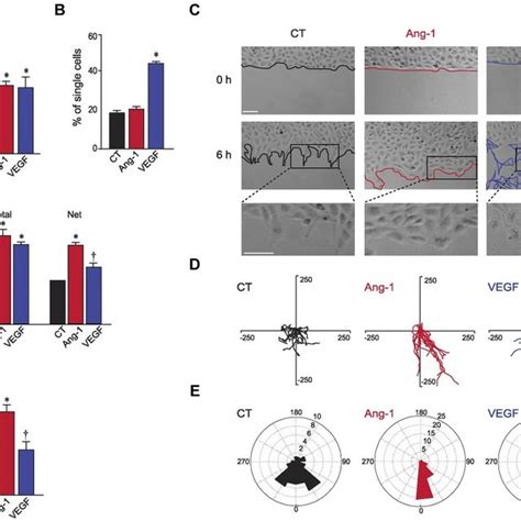 Ang 1 Induces Collective Directional Endothelial Cell Migration A Download Scientific