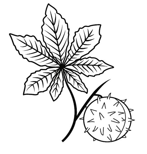 Kasztan Kolorowanka Do Druku