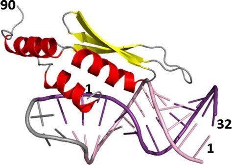 Protein Nucleic Acid Complex A Double Stranded Rna Binding Domain Of Download Scientific