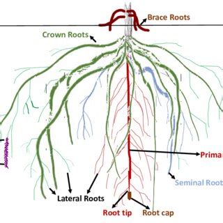 RSA And Its Components Download Scientific Diagram