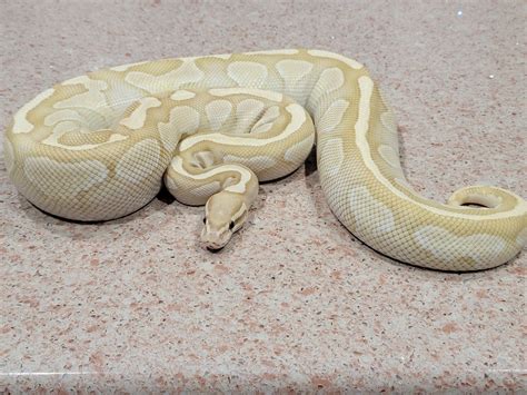 Proven Banana Lesser Ball Python by SNB Reptiles - MorphMarket
