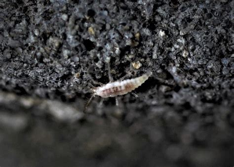 コナカゲロウ幼虫 居眠り蛸の自然観察