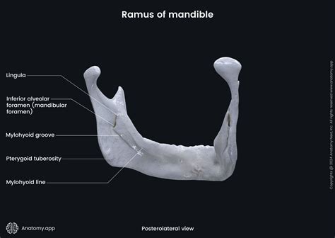 Mandible Anatomy App