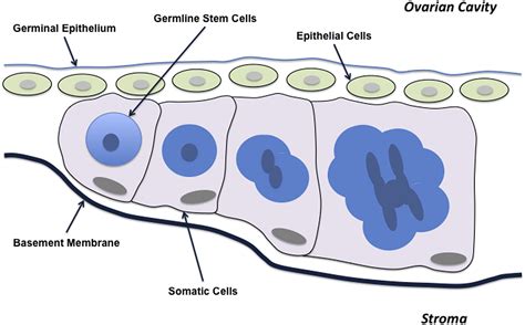 Ovarian Germline Stem Cells An Unlimited Source Of Oocytes Fertility And Sterility