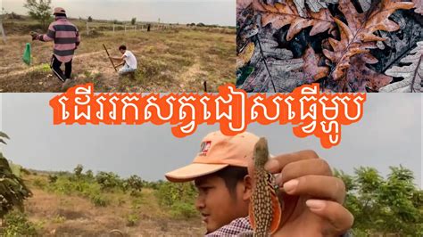 សត្វជៀស Youtube