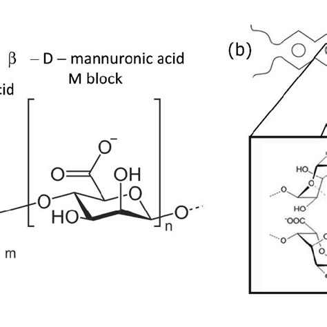 A Sodium Alginate Sa Chemical Structure And B Egg Box Model For Download Scientific