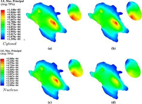 Contour Plots Of Maximum Principal Strain In Mid Section Of Cytosol And