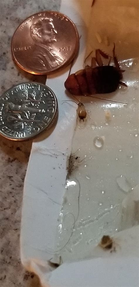 Roach Id Rpestcontrol