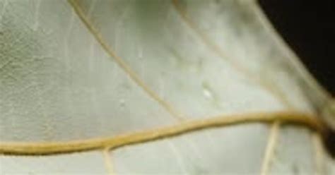 Vertical Video A Dry Lifeless Leaf With Water Droplets On A Black