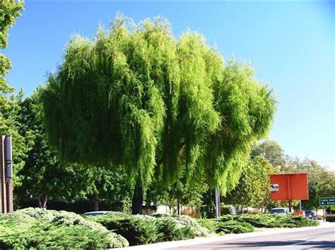PlantFiles Pictures: Mayten, Chilean Mayten (Maytenus boaria) by PotEmUp