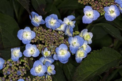 Hydrangea Serrata Makd Tiny Tuff Stuff