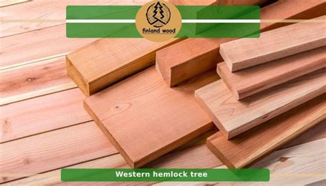 What Is Eastern Hemlock Wood Finland Wood