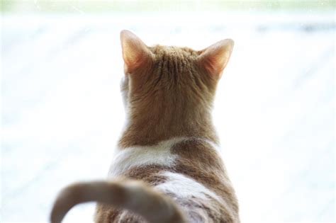 Why Do Cats Show Their Butts
