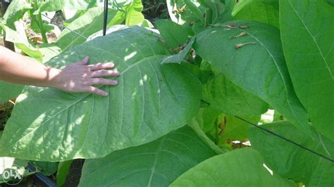 Sjeme Duhana Duhan Burley Virginia Hercegovacki Itd Ostalo Olx Ba