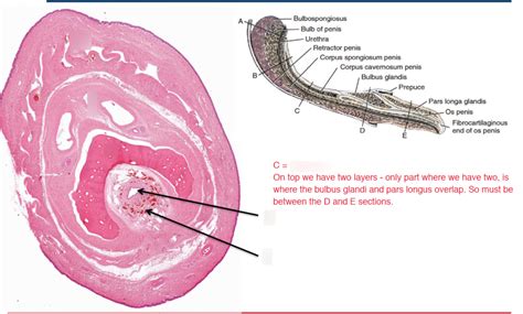 Cross Section Of Histo Diagram Quizlet