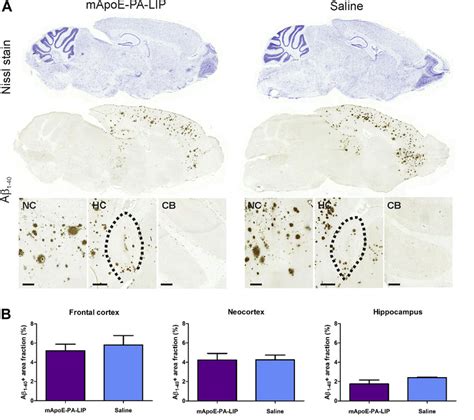 Anti Ab 1 40 Stained Ab Deposition In App23 Mice At Follow Up 2 A