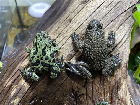 How To Tell If A Fire Belly Toad Is Male Or Female Amphipedia