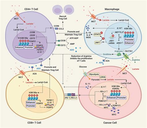 Histone Lactylation As A Driver Of Metabolic Reprogrammin