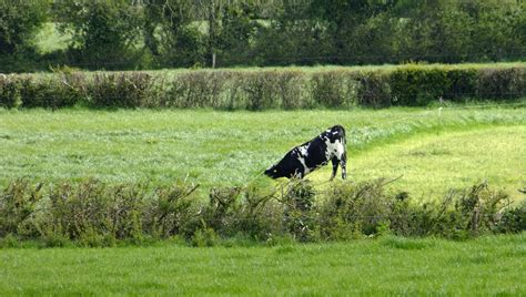 The Contortionist Cow Shazza S Backyard Blog