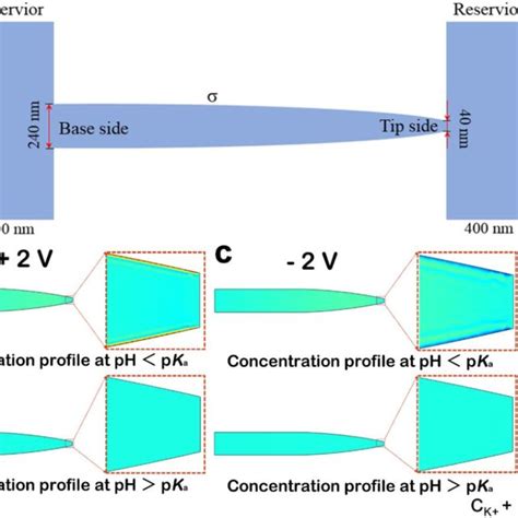 Numerical Simulation Of The Ion Concentration Profiles In An Asymmetric Download Scientific
