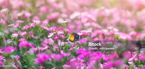 분홍색 꽃과 녹색 자연에 아름 다운 노란색과 검은 색 나비는 배경 곤충 자연 경관 생태학 신선한 표지 개념으로 사용하는 복사