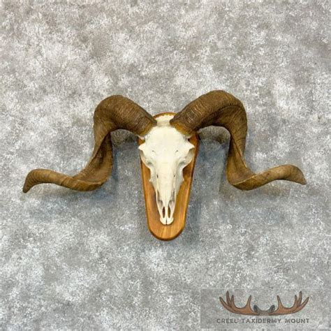 Corsican Ram Skull And Horn Europea For Sale Creel Taxidermy