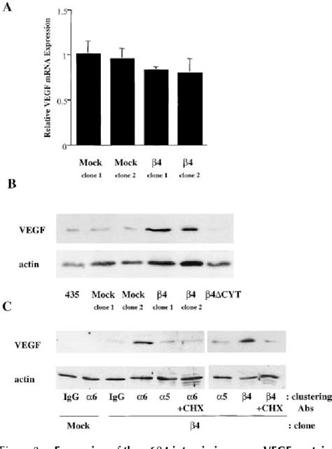 Figure 1 From Integrin Alpha 6 Beta 4 Regulation Of Eif 4e Activity And Vegf Translation A